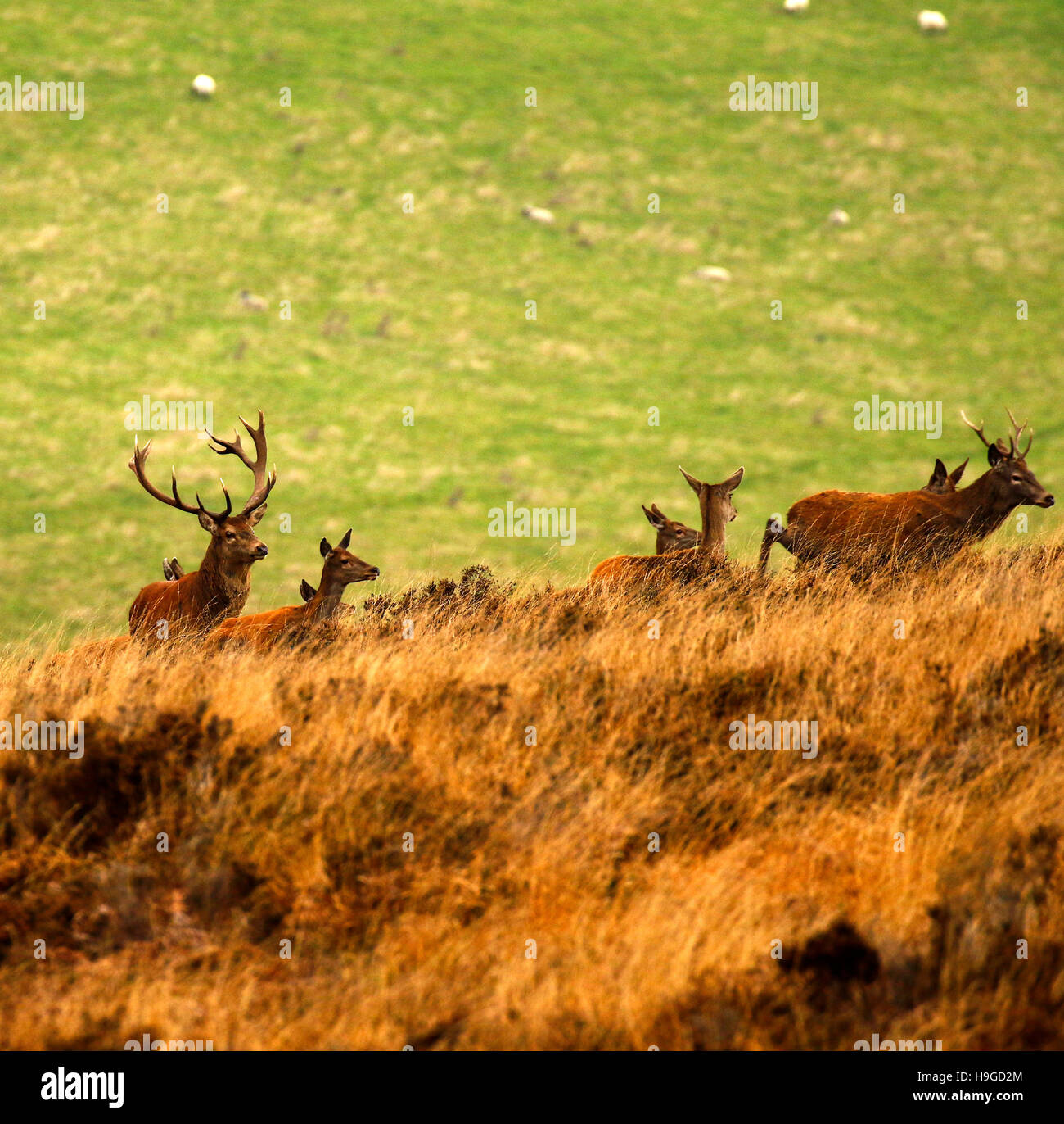 Hummel deer hi-res stock photography and images - Alamy