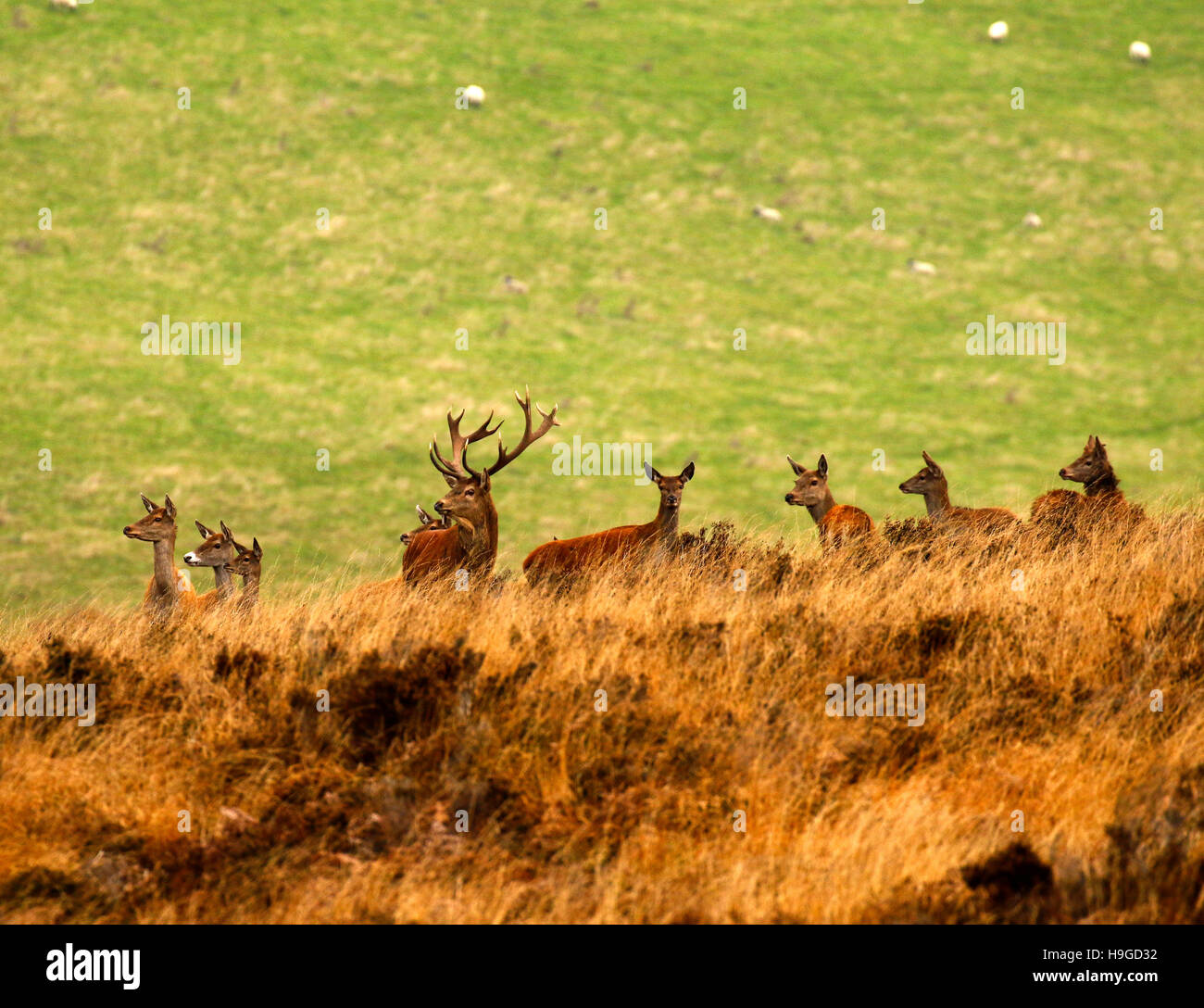 Herd of Red deer on Exmoor during the rut with magnificent red stags ...
