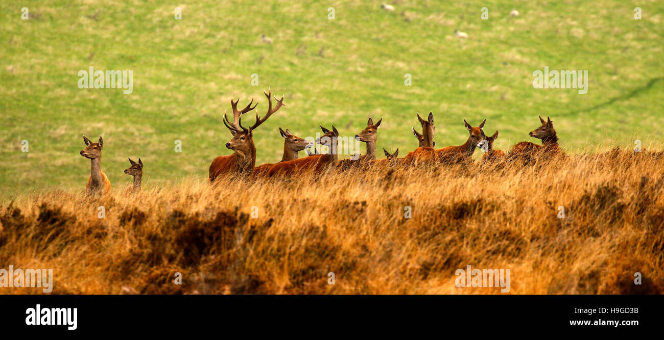 Herd of Red deer on Exmoor during the rut with magnificent red stags ...