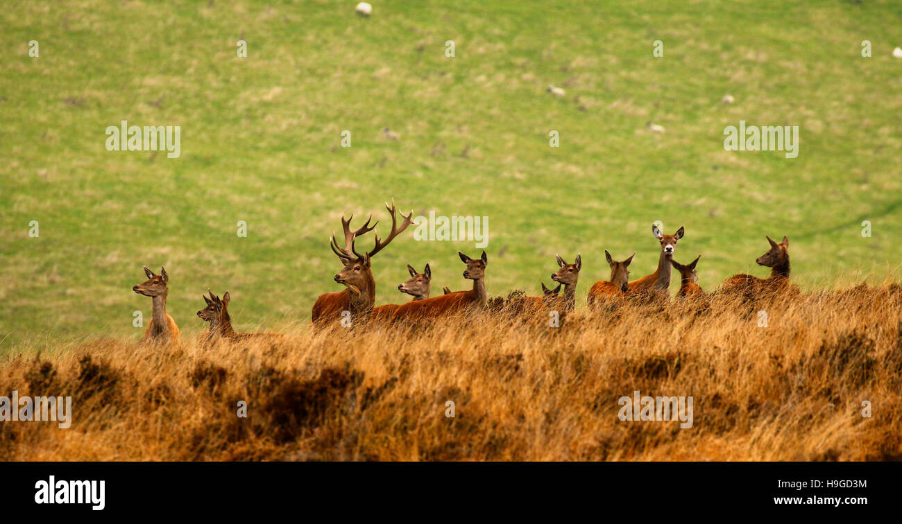 Herd of Red deer on Exmoor during the rut with magnificent red stags ...