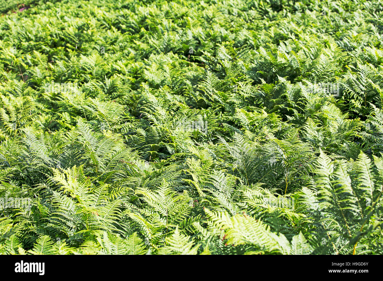 great green bush of fern in the forest Stock Photo - Alamy