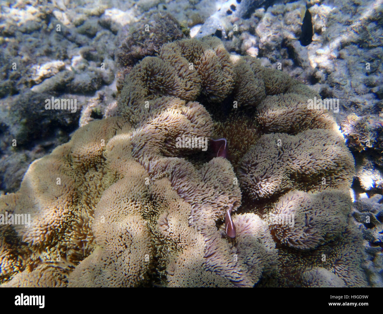 Anemone fish in anemone under sea Stock Photo - Alamy