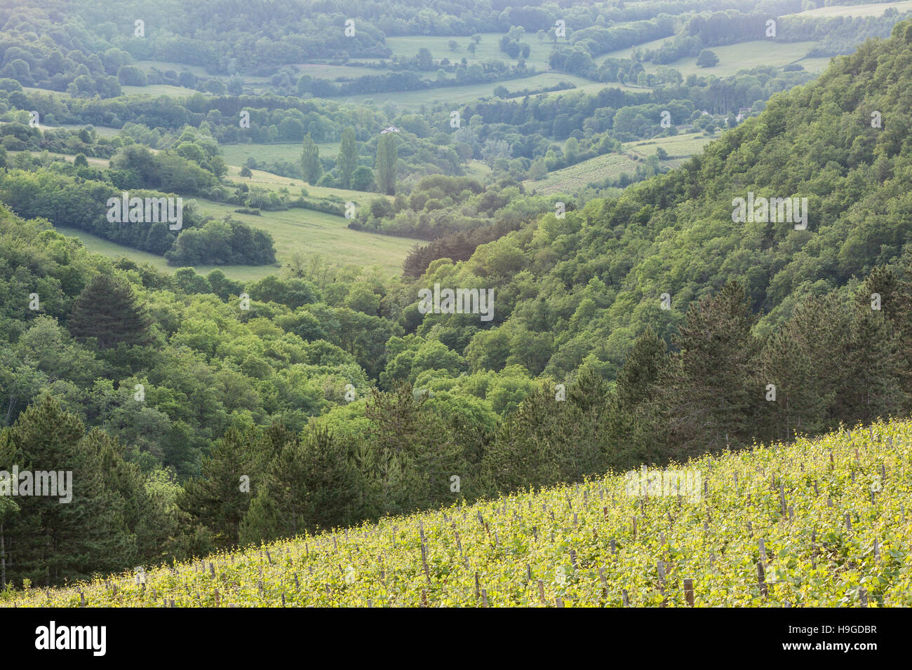 Looking across the vineyards and countryside of Burgundy, France Stock ...