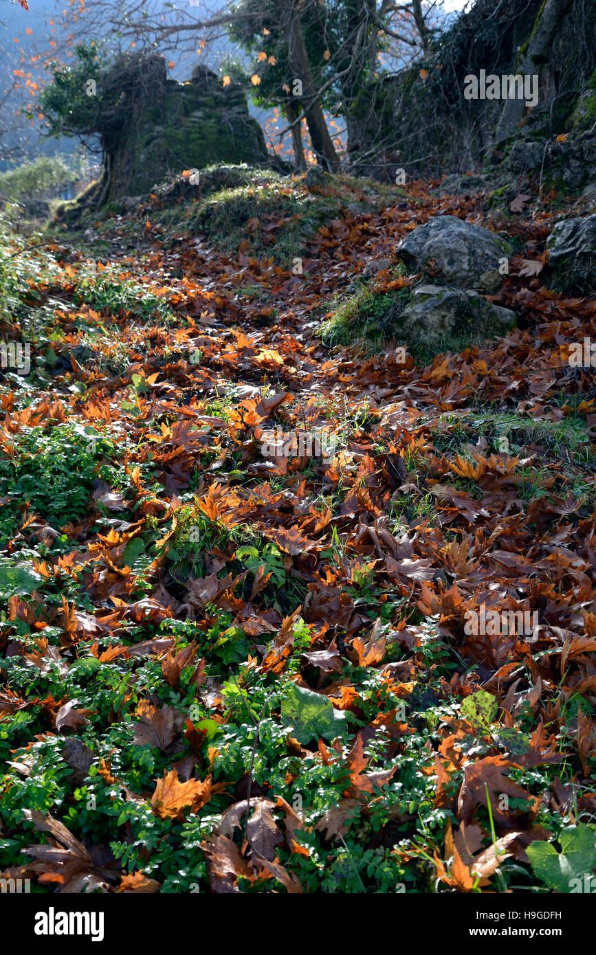 Autumn leaves in countryside Stock Photo - Alamy