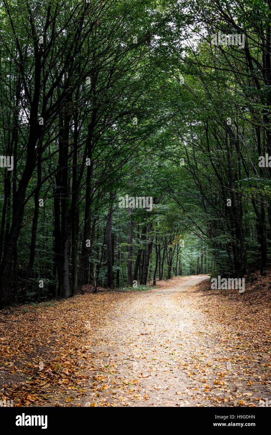 Tunnel of fall trees hi-res stock photography and images - Alamy