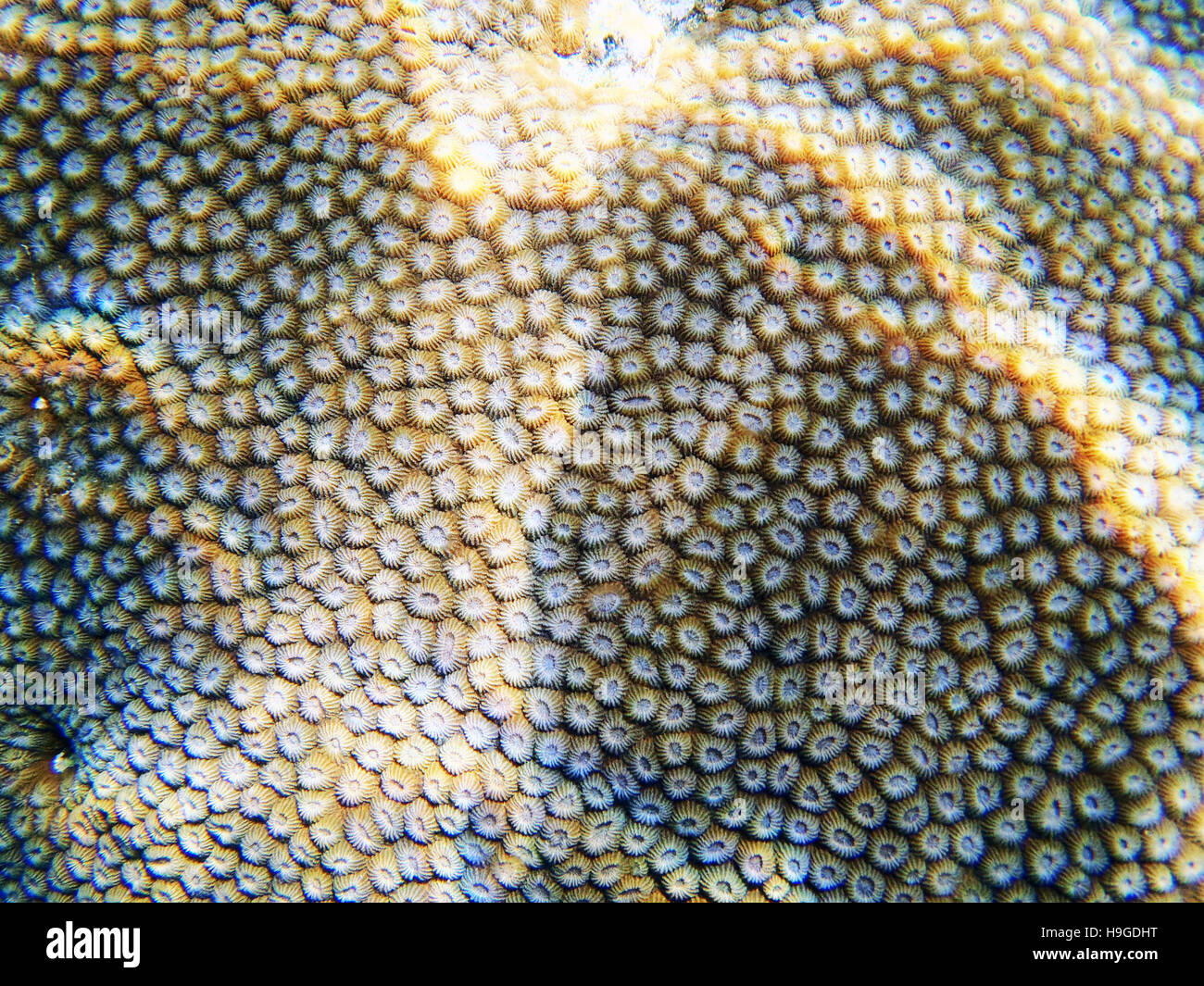 Texture or background formed by the detail of coral Stock Photo - Alamy