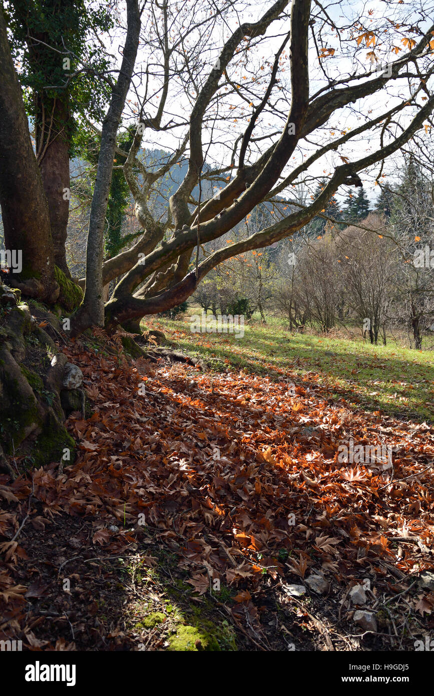 Autumn leaves in countryside Stock Photo - Alamy