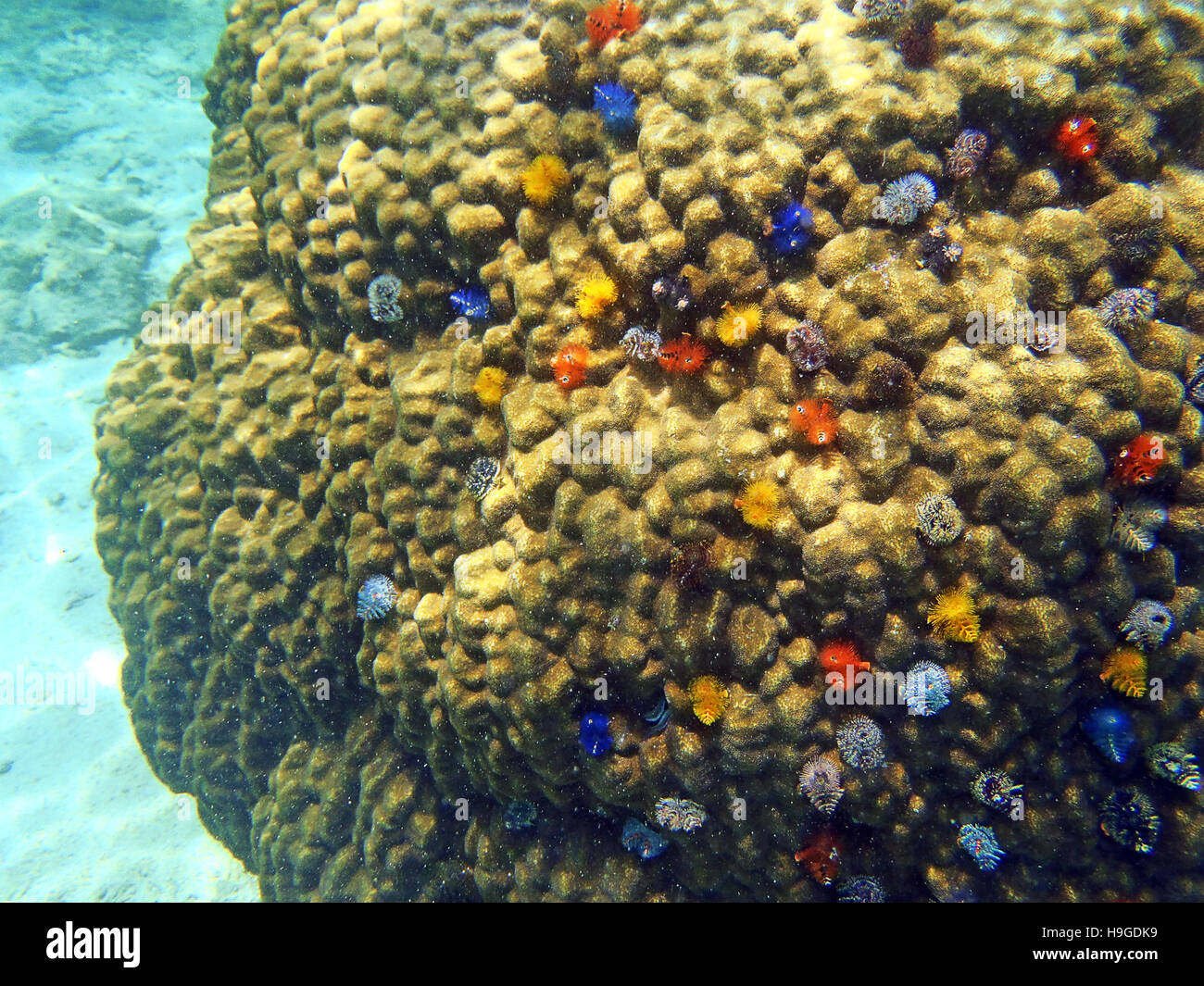 Christmas Tree Worm At The Underwater Coral Reef Of The Tao Island