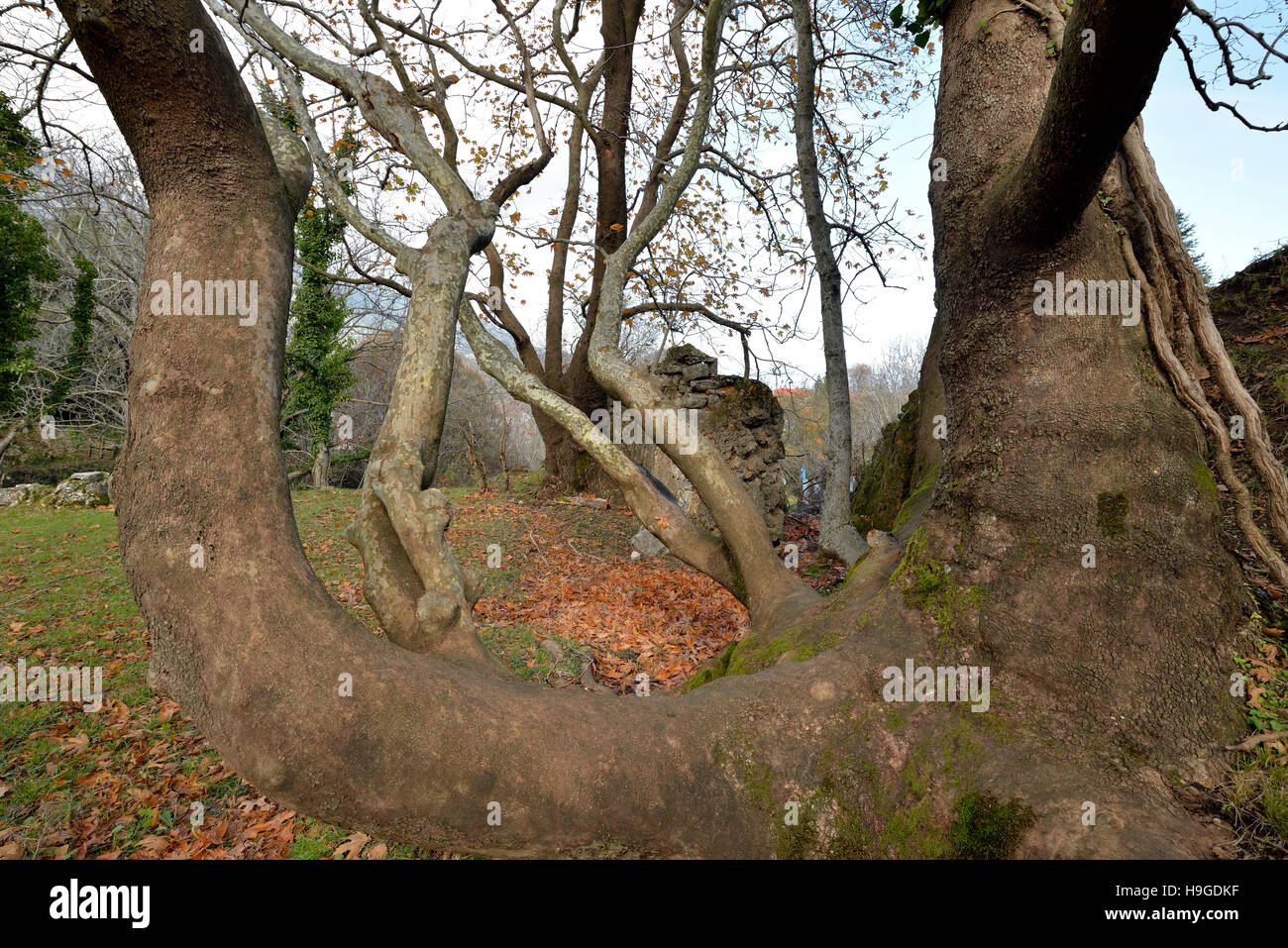 Plane trees hi-res stock photography and images - Alamy
