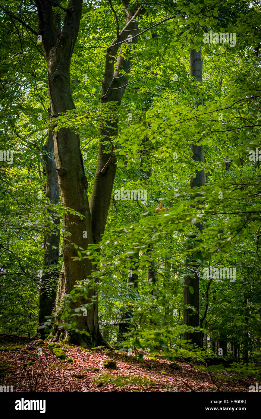 Double branches hi-res stock photography and images - Alamy