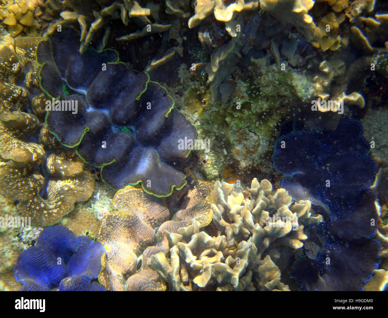 Group Of Giant Clams High Resolution Stock Photography and Images - Alamy