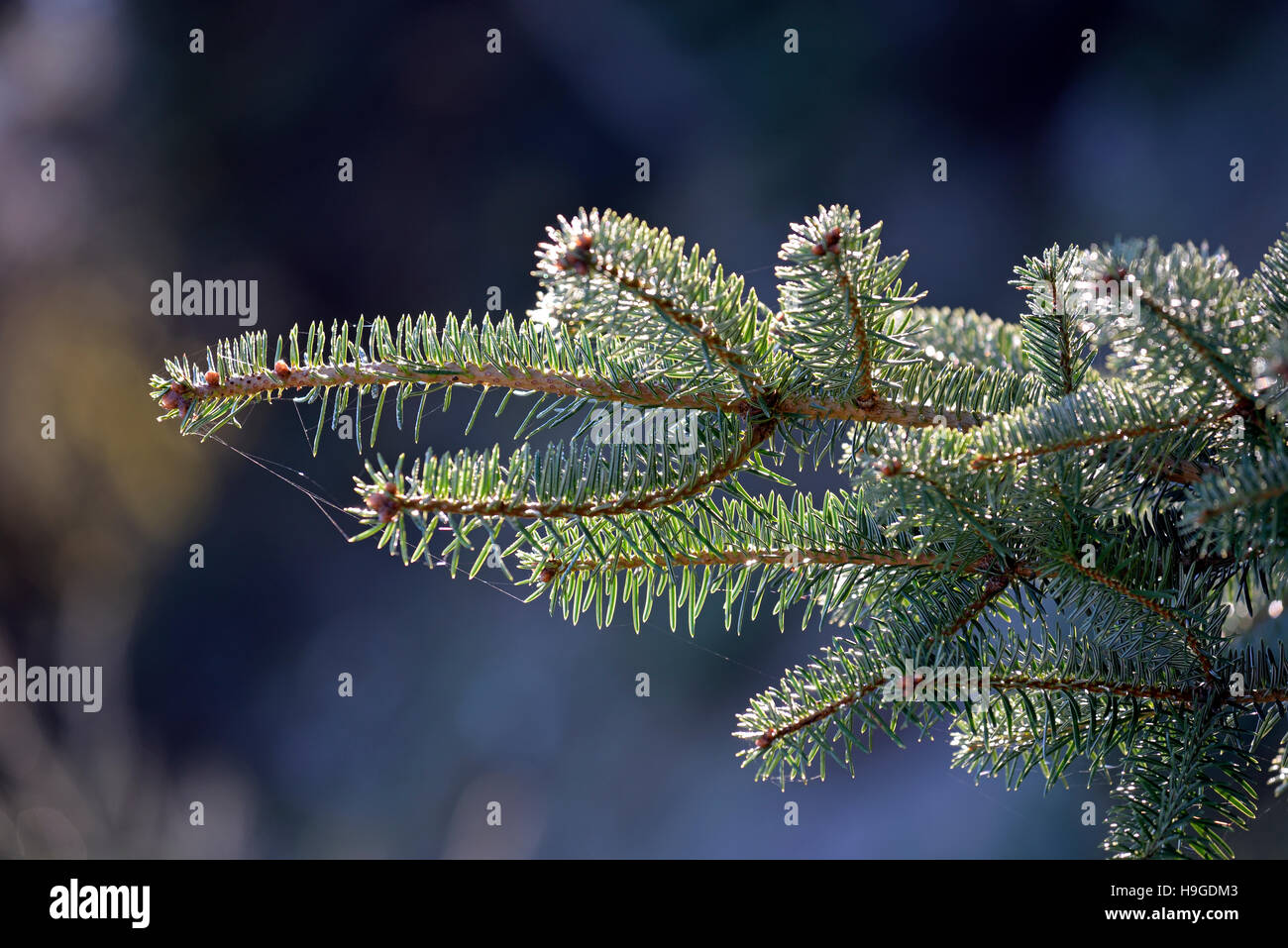 Fir tree branch Stock Photo - Alamy