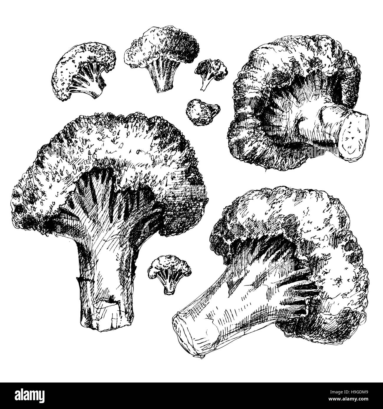 Broccoli. Hand drawn graphic illustration Stock Photo - Alamy
