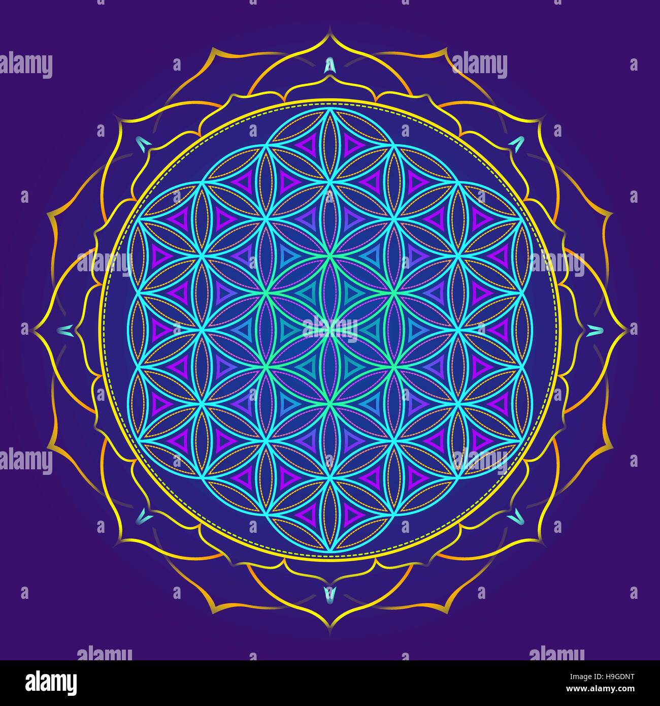 vector colored design mandala sacred geometry illustration Flower of ...