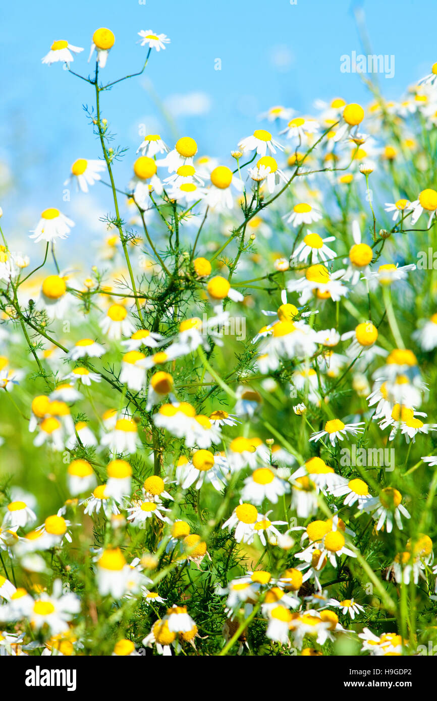 Beauty meadow with daisy flowers hi-res stock photography and images ...