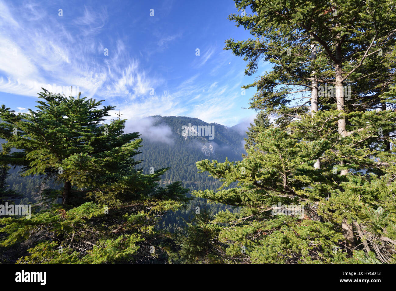 Firs Trees High Resolution Stock Photography and Images - Alamy