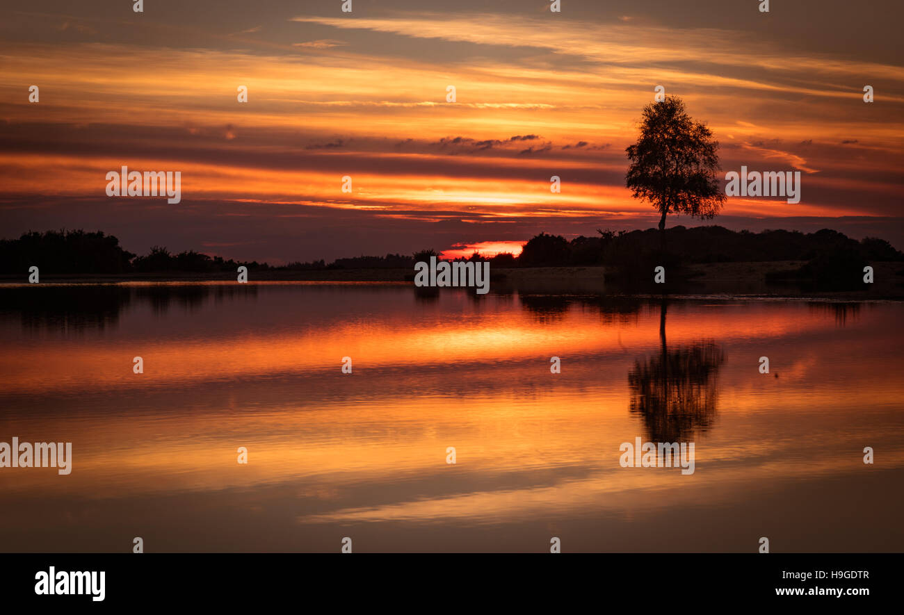 A pond at Stoney Cross in the New Forest at sunset Stock Photo - Alamy