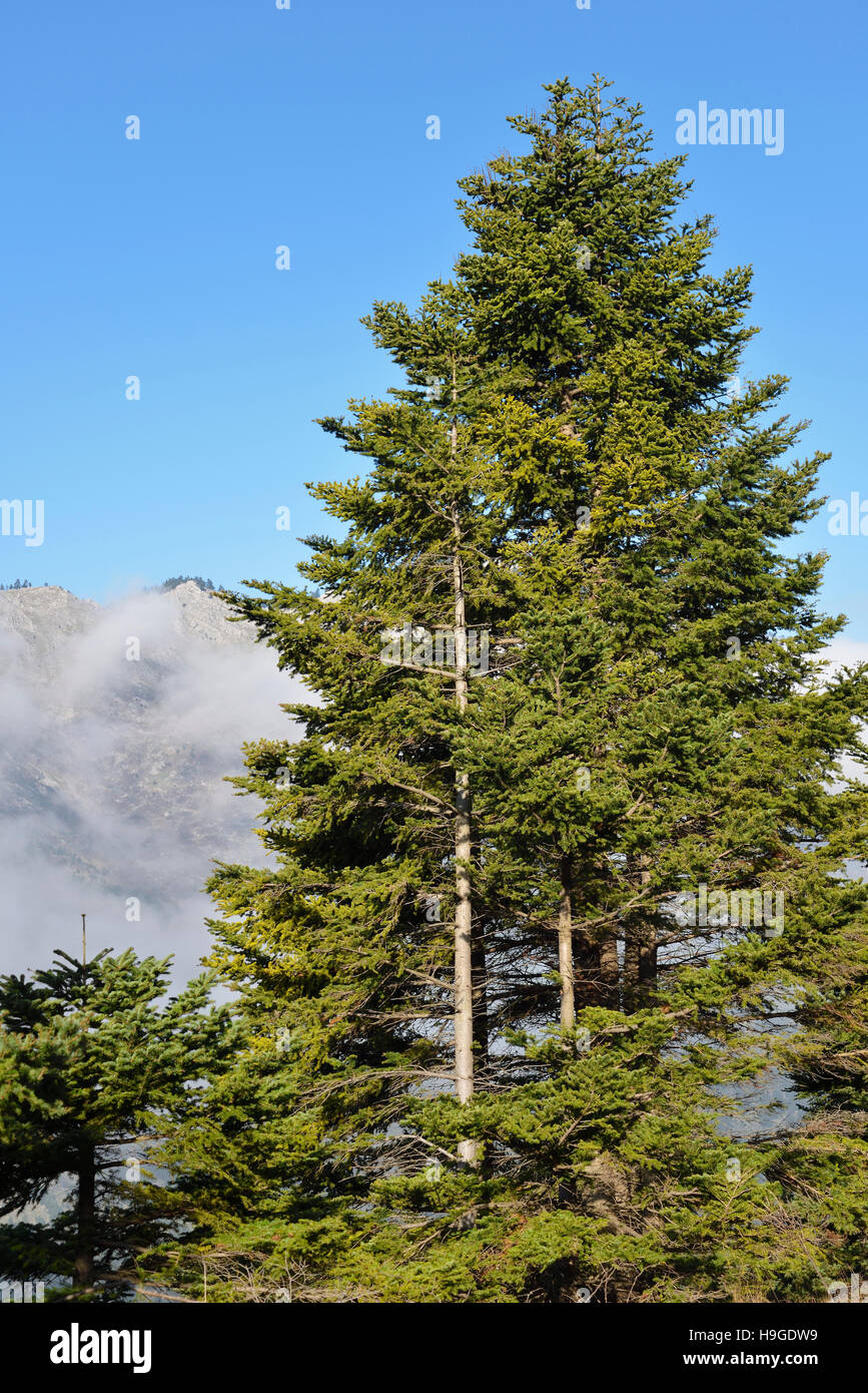 Firs trees hi-res stock photography and images - Alamy