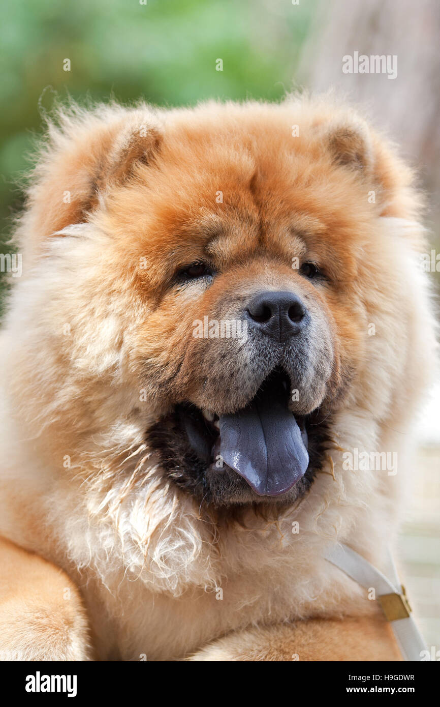 What Dogs Have Purple Tongues