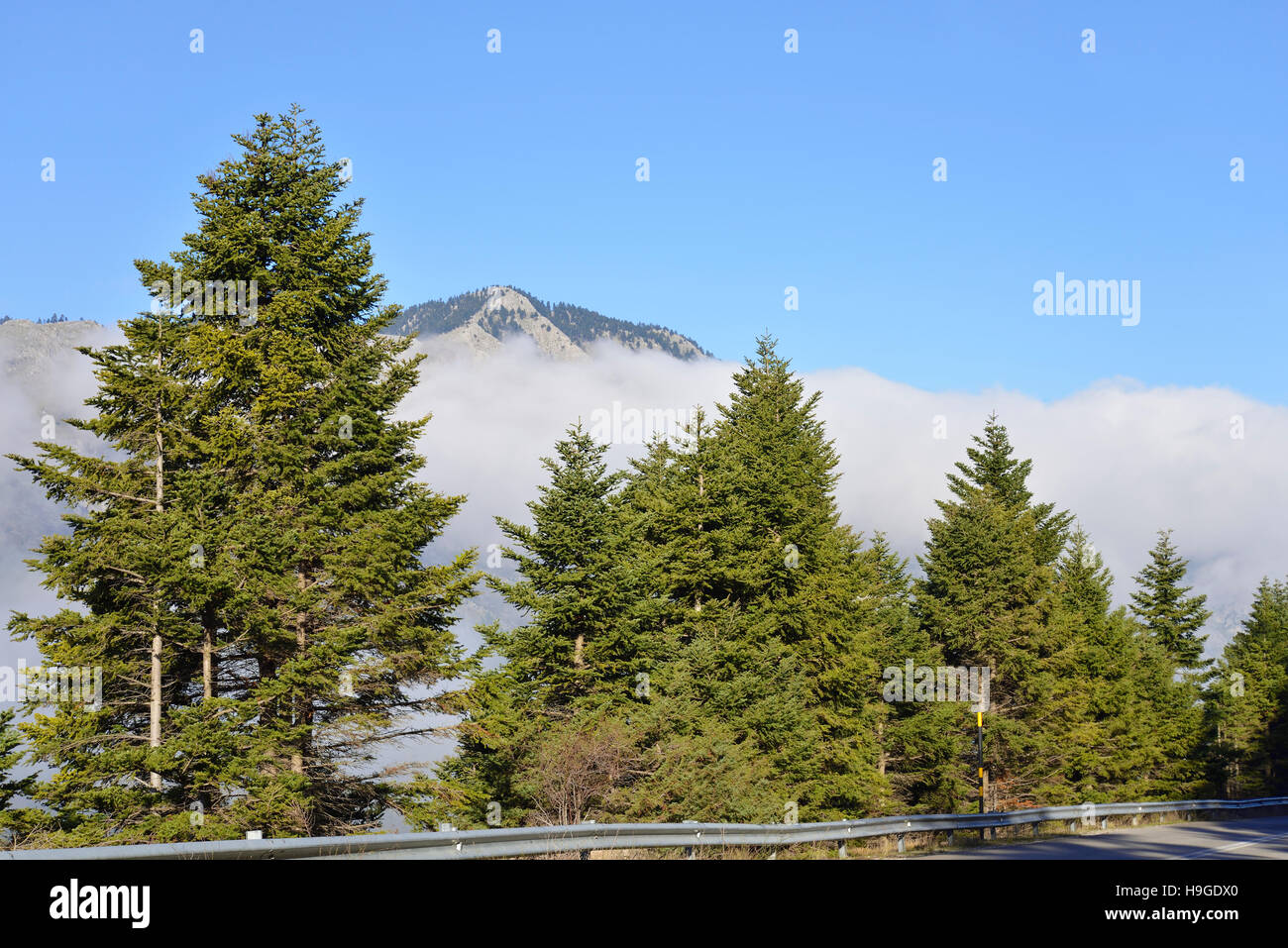 Fir trees forest Stock Photo - Alamy