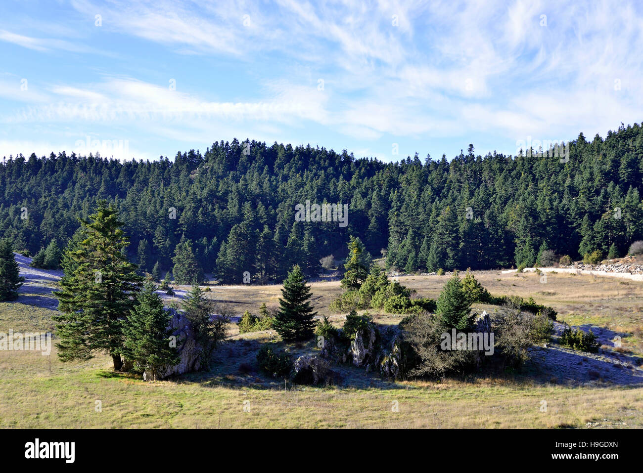 Firs trees hi-res stock photography and images - Alamy