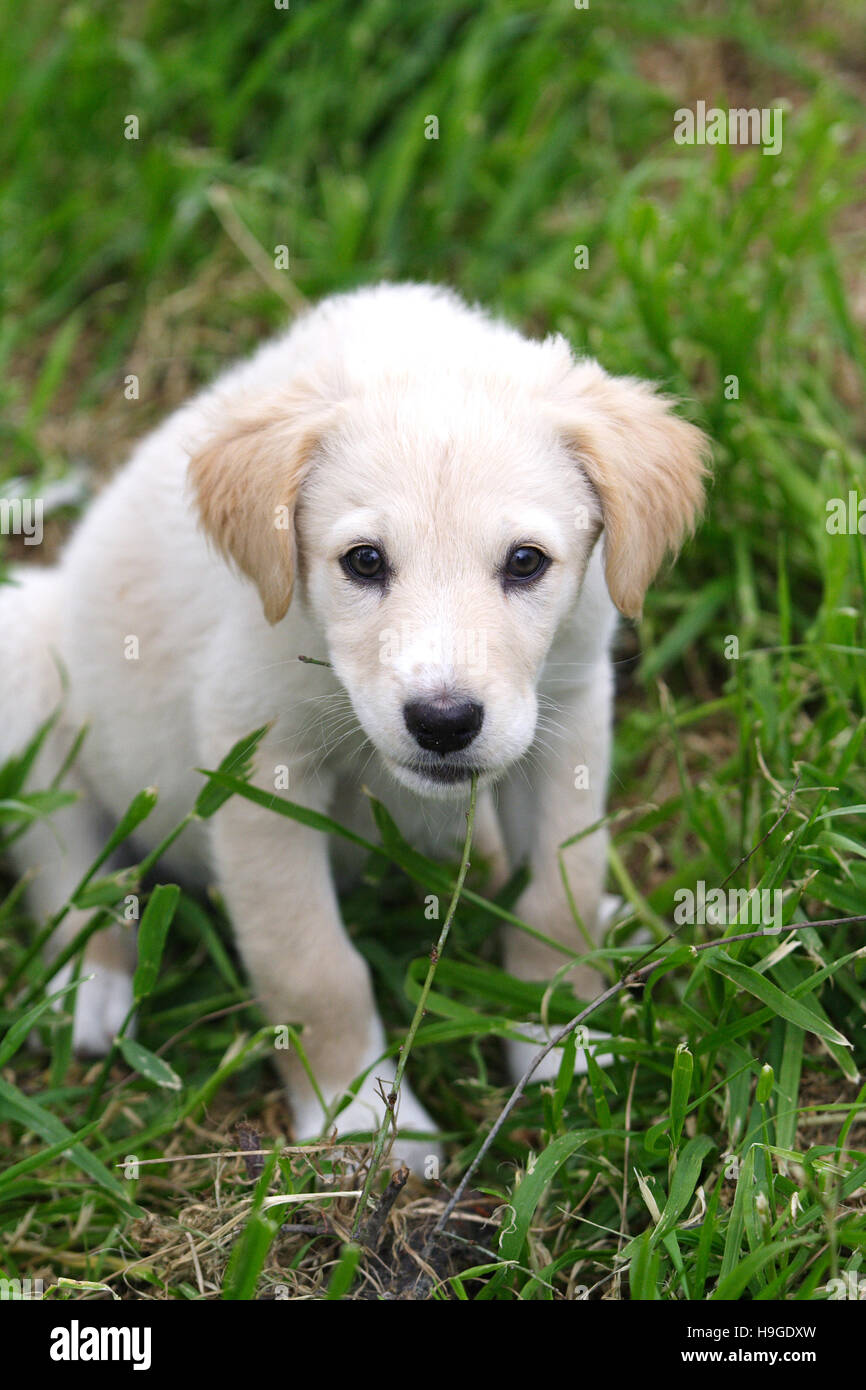 Maremma breed hi-res stock photography and images - Alamy