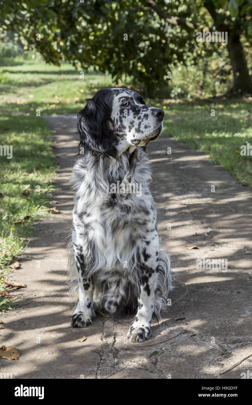 Setter fun hi-res stock photography and images - Alamy