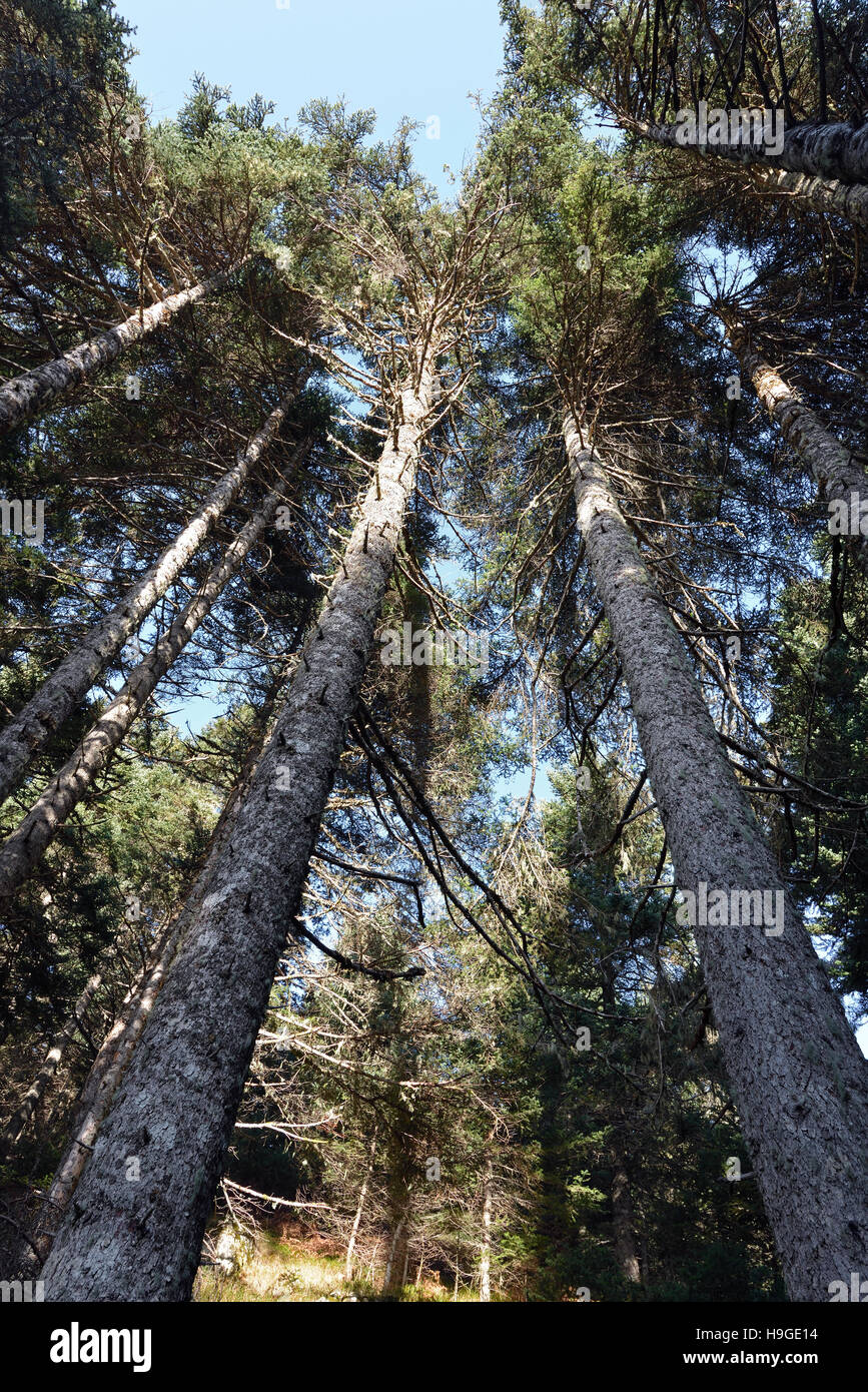 Fir trees forest Stock Photo - Alamy