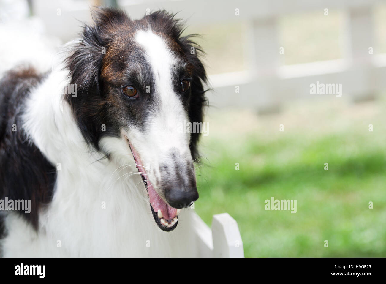 Loving greyhound hi-res stock photography and images - Alamy