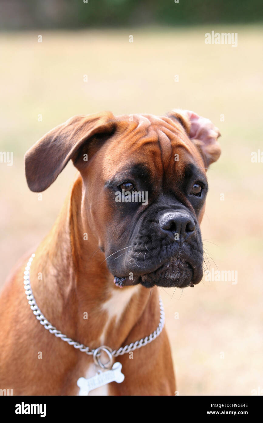 Boxer puppy garden hi-res stock photography and images - Alamy