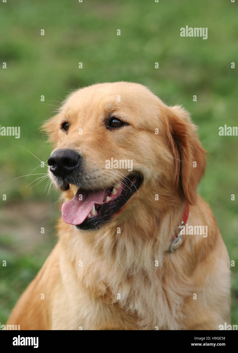 Golden Retriver in the garden Stock Photo - Alamy