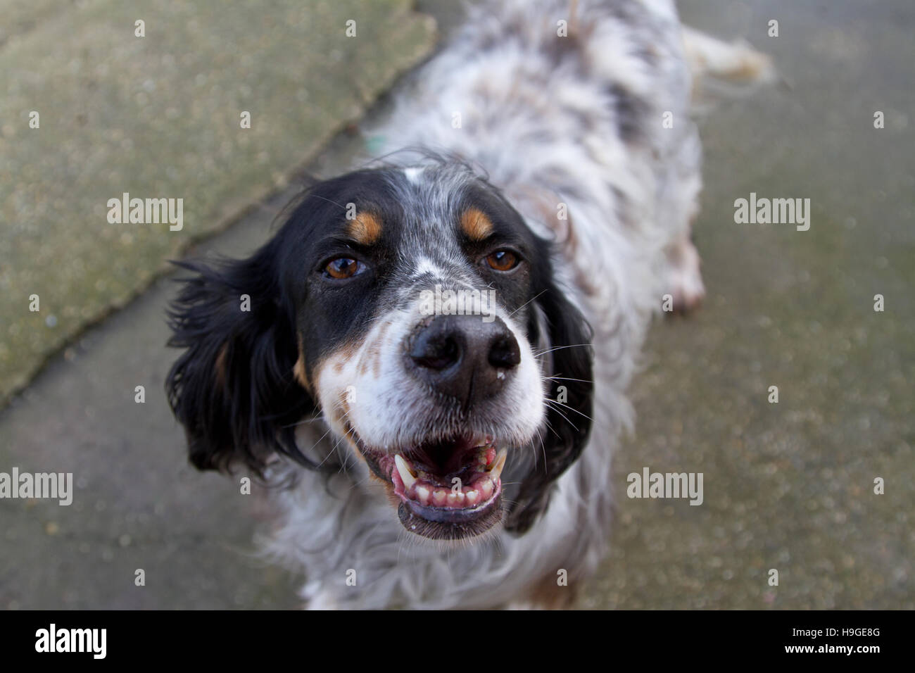 Setter Eyes High Resolution Stock Photography and Images - Alamy