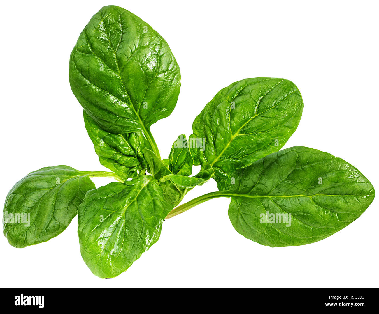 Spinach Isolated on a white background Stock Photo - Alamy