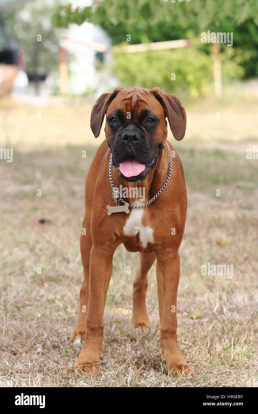Boxer puppy garden hi-res stock photography and images - Alamy