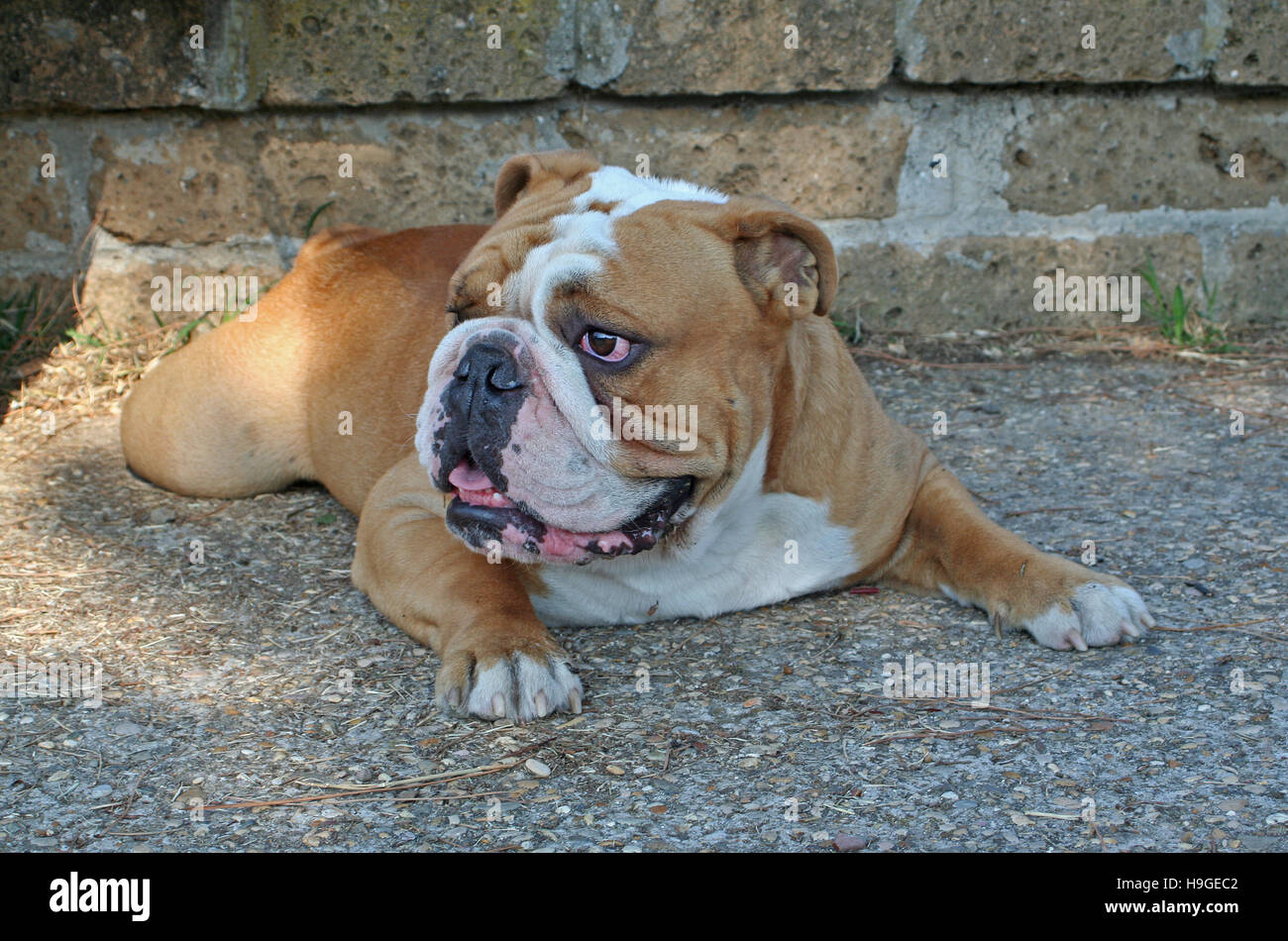 Buldog hi-res stock photography and images - Alamy