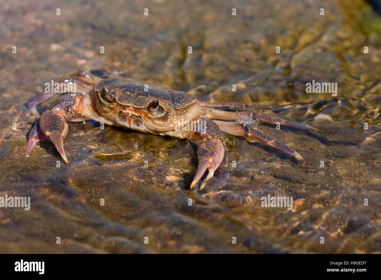 Crustacen hi-res stock photography and images - Alamy