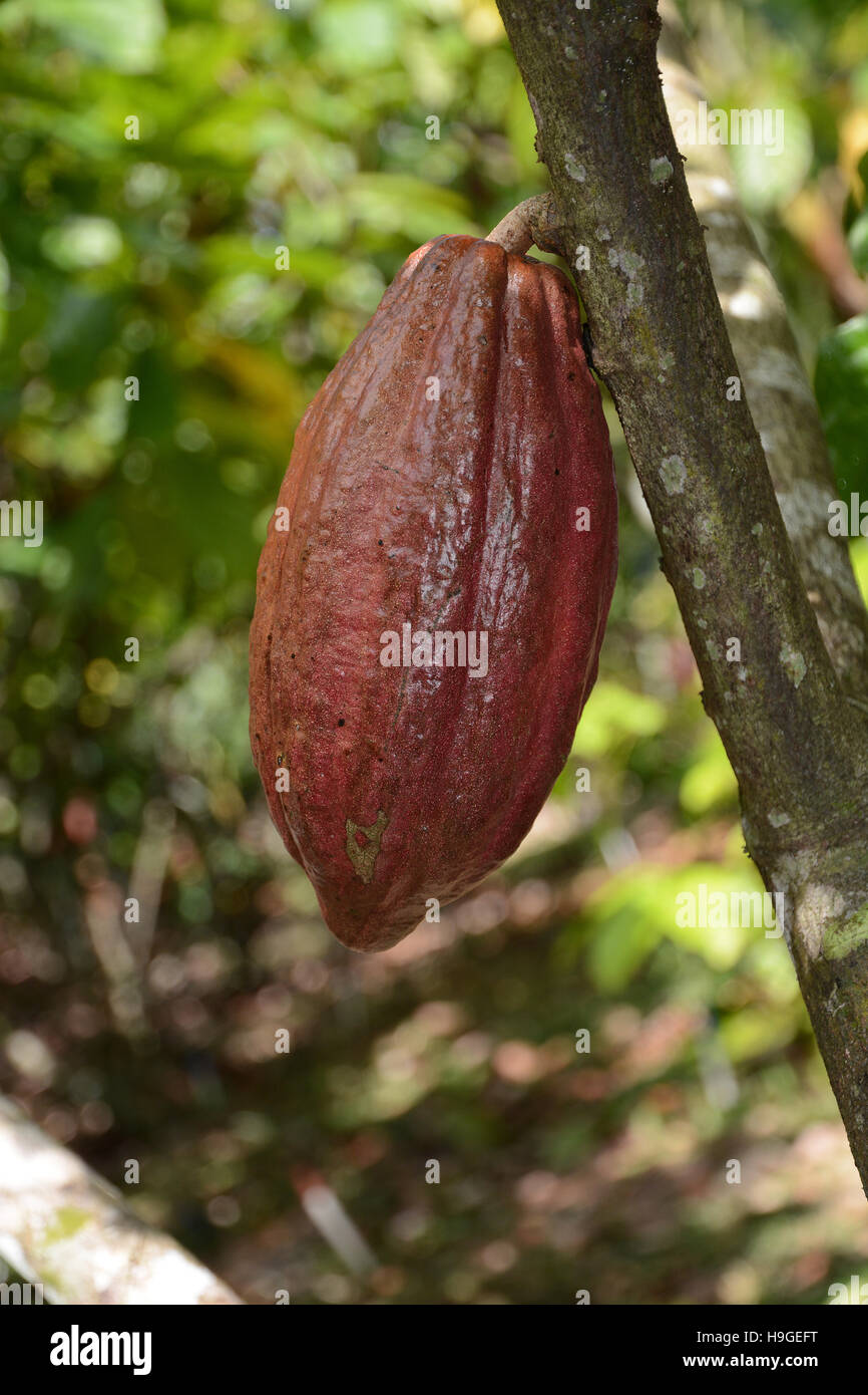 Red cocoa pods hi-res stock photography and images - Alamy