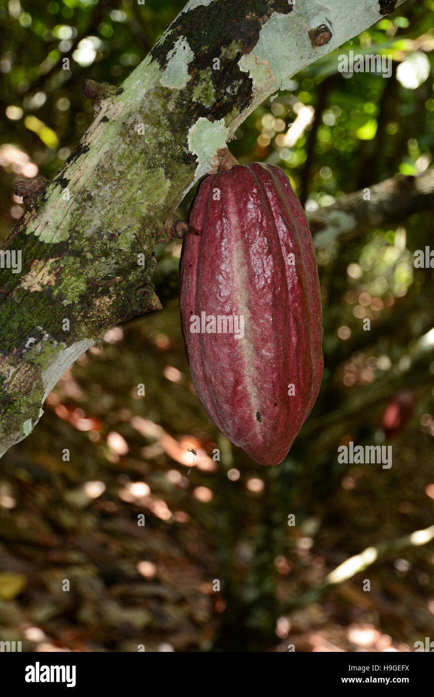 Red cocoa pods hi-res stock photography and images - Alamy