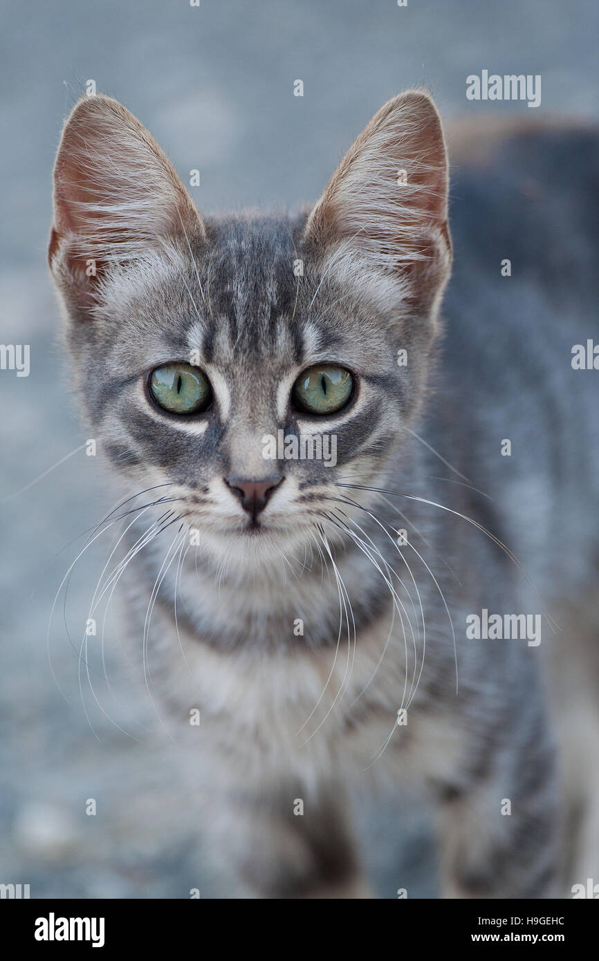 Grey cat in the garden Stock Photo - Alamy