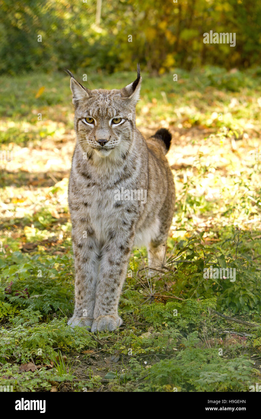 Lynx in the National Park of Abruzzo in Italy Stock Photo - Alamy