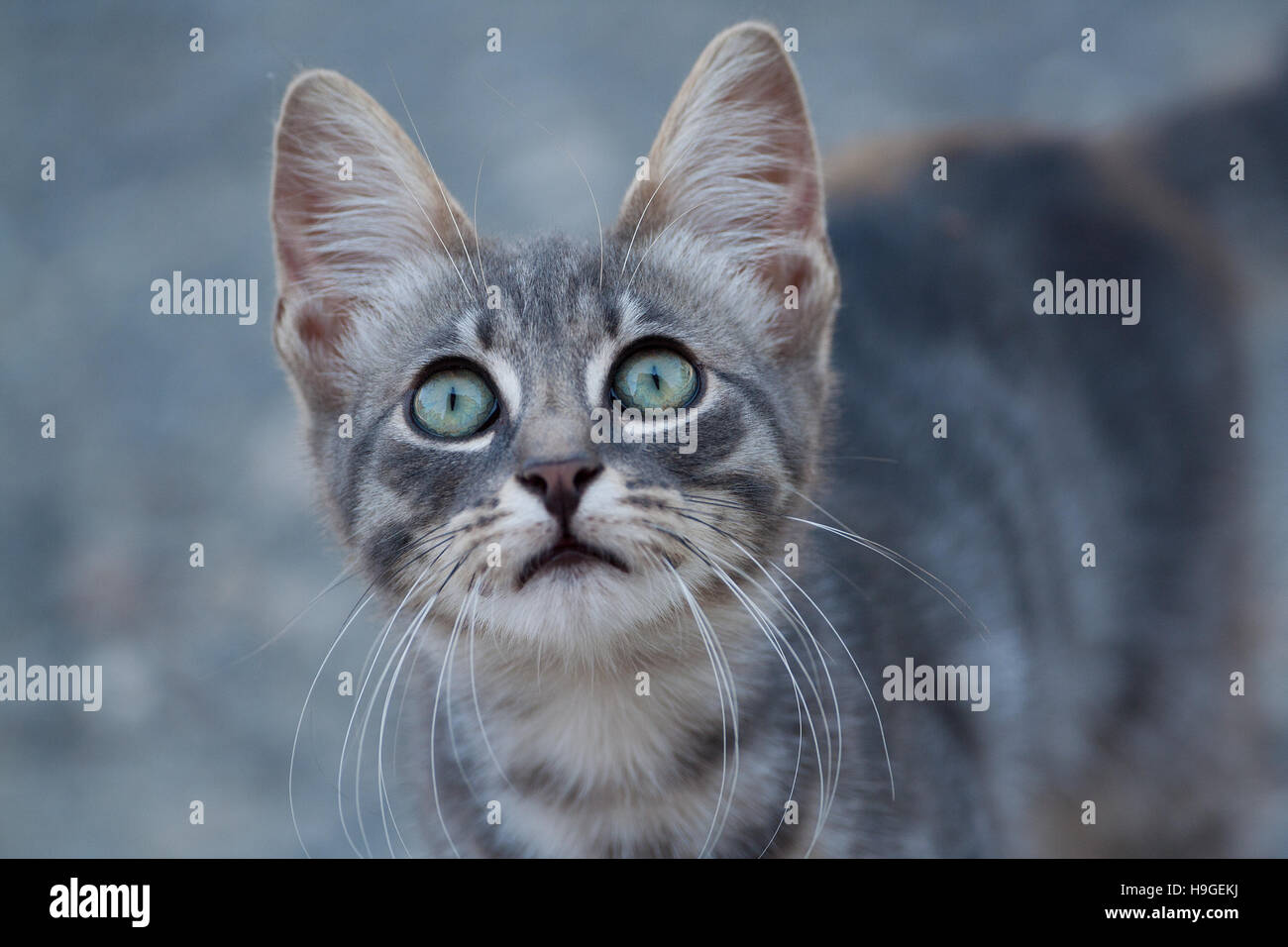Grey cat in the garden Stock Photo - Alamy