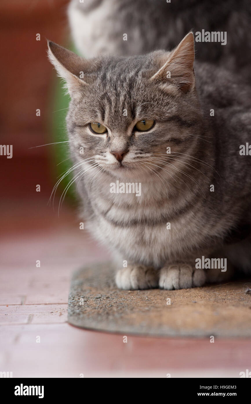 Grey cat in the garden Stock Photo - Alamy