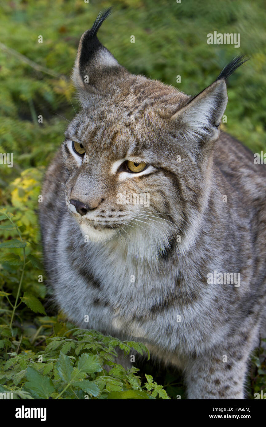 Lynx in the National Park of Abruzzo in Italy Stock Photo - Alamy