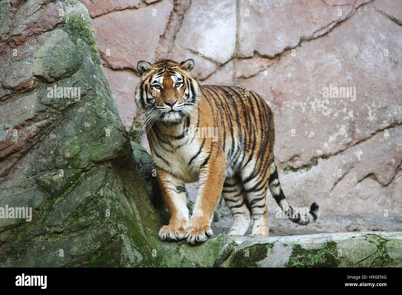 Tiger ear hi-res stock photography and images - Alamy