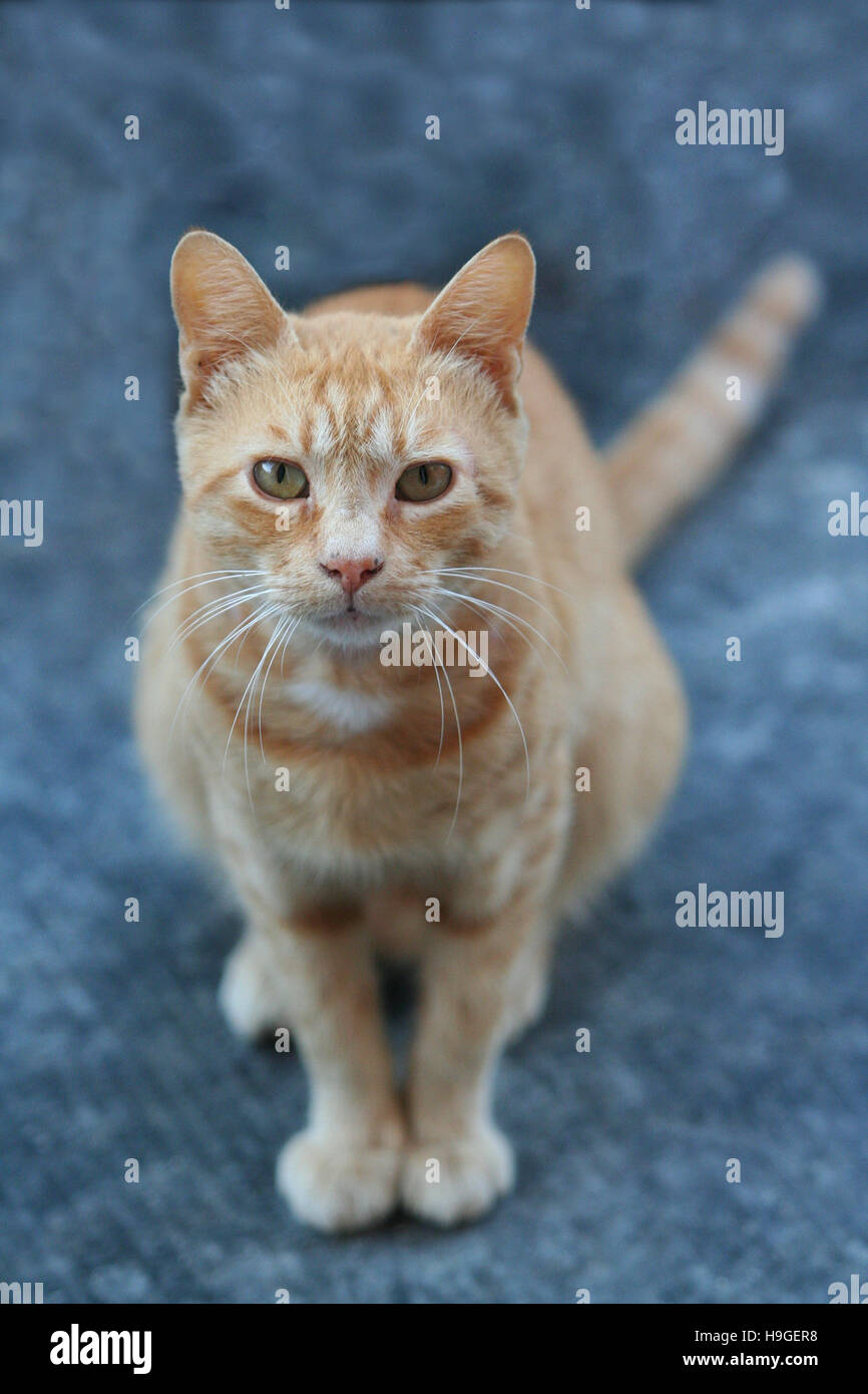 Red cat in the garden Stock Photo - Alamy