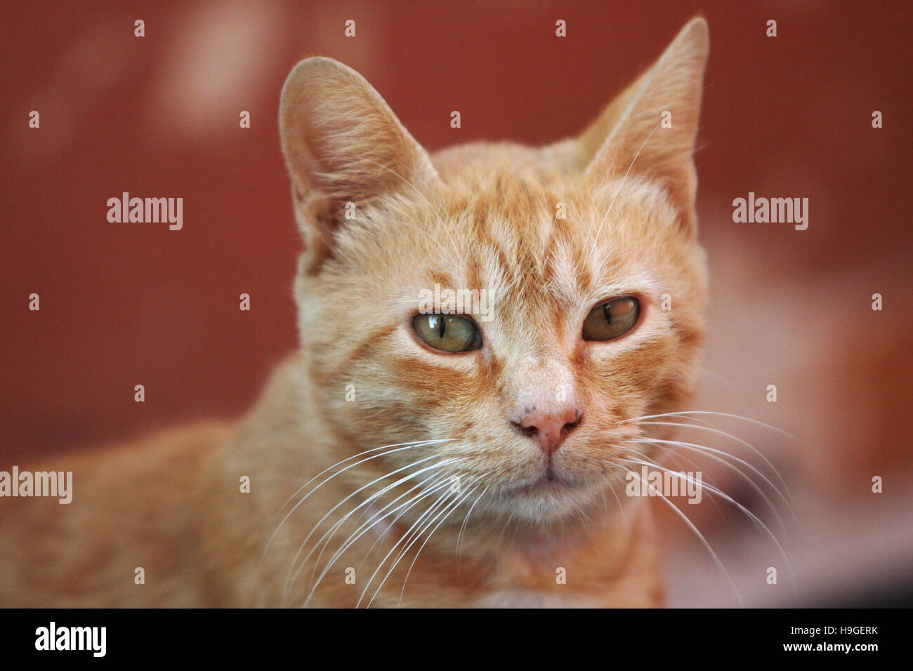 Red cat in the garden Stock Photo - Alamy