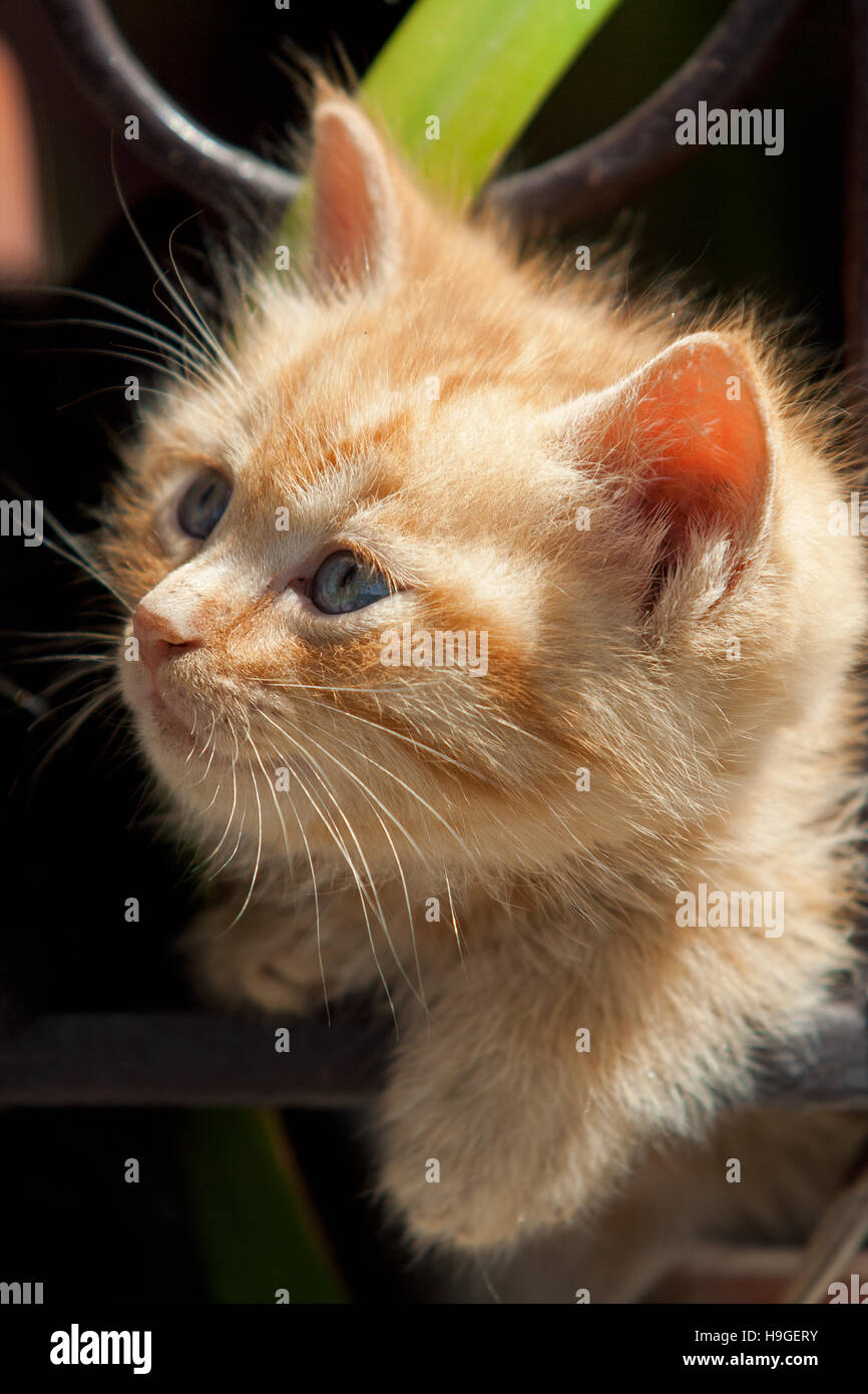 Little red kitten in the garden Stock Photo - Alamy