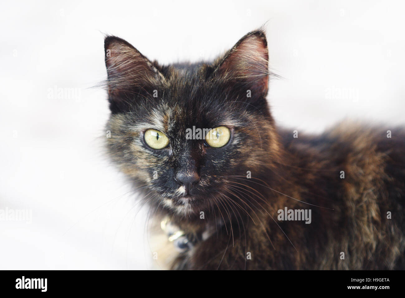 Portrait of cat in the garden Stock Photo - Alamy