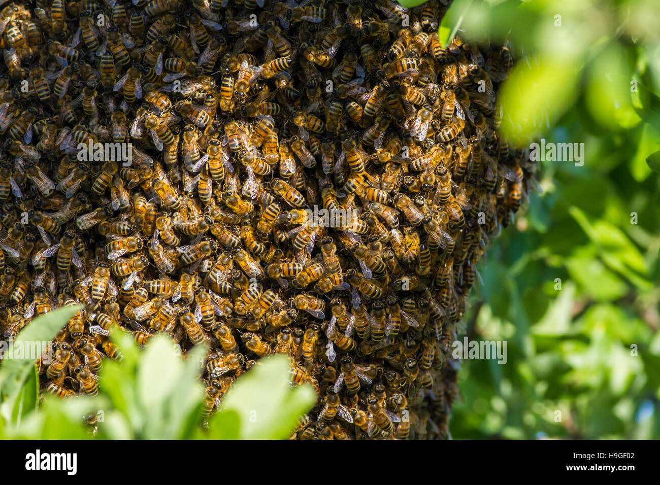 Bees swarming insects hi-res stock photography and images - Alamy