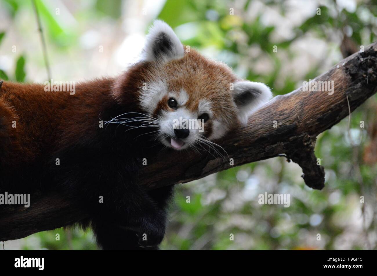 Panda eyes hi-res stock photography and images - Alamy